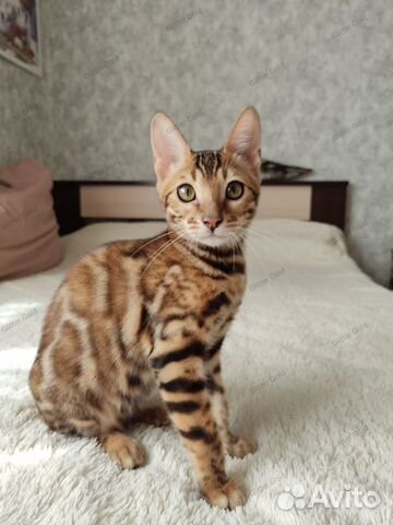 Бенгальские котята с документами