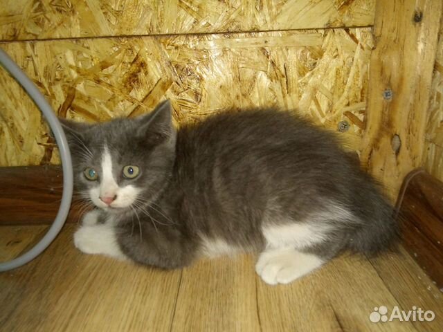 Котенок от кошки крысоловки