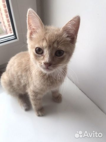 Рыжий котенок в добрые руки