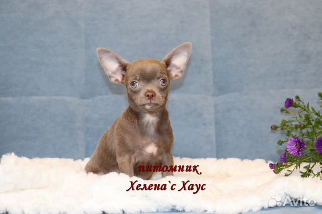 Лиловый красавец