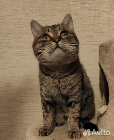 Котик Бруни