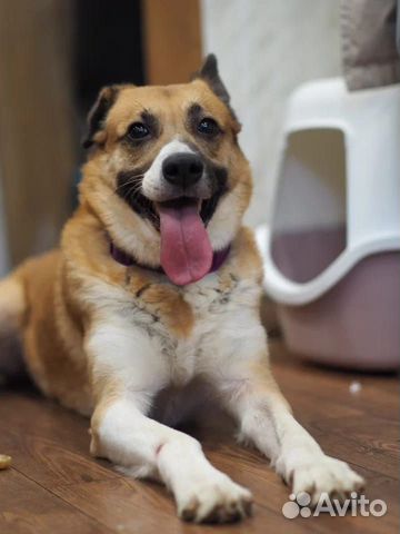 Бакс ищет дом