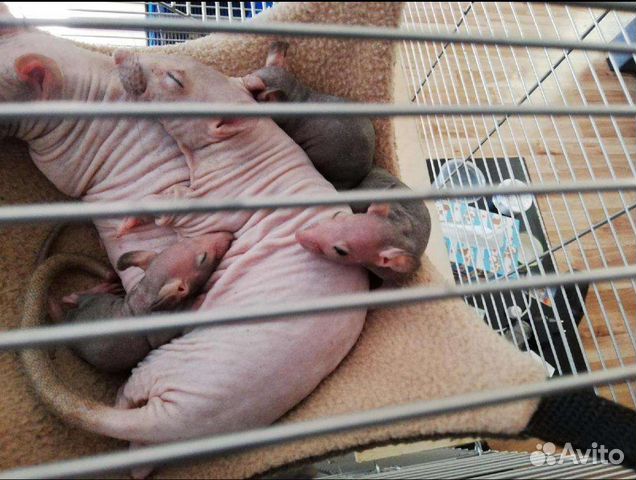 Крысята сфинкс