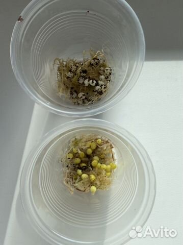 Яйца ахатины