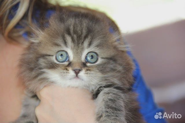 Шотландские вислоухие котята