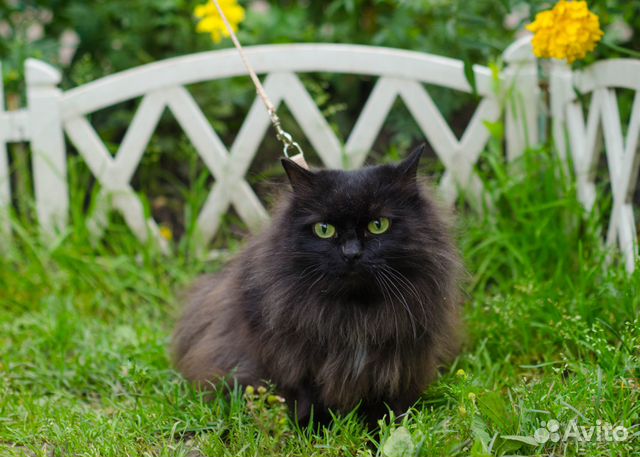 Кошечка Дуся