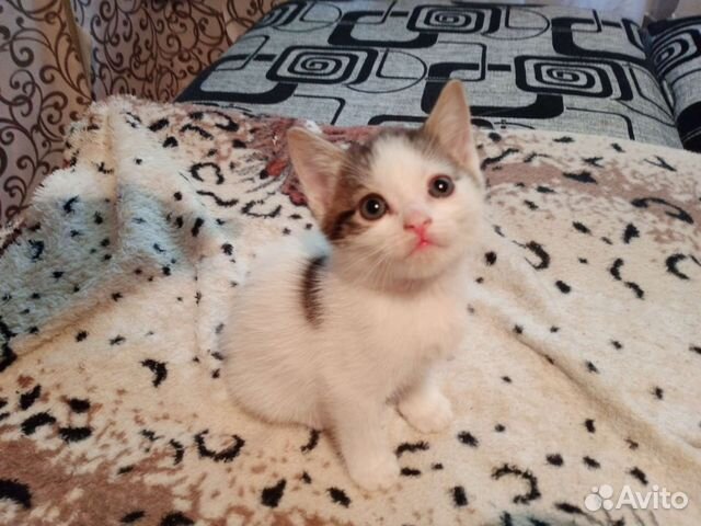 Котята в дар