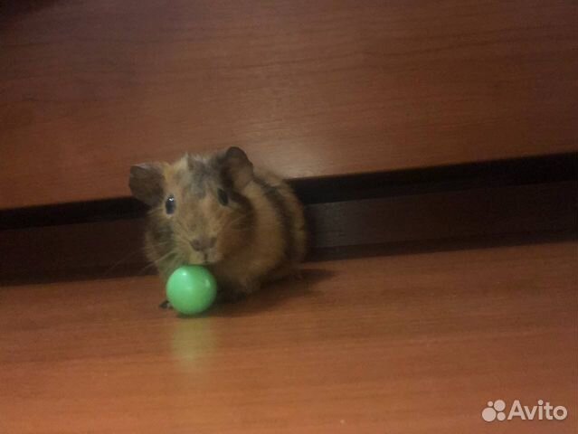 Морская свинка с клеткой