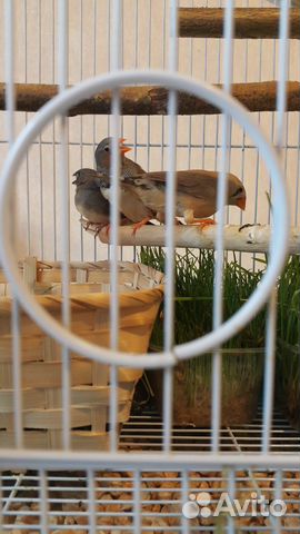 Зебровые амадины