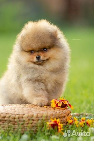 Шикарный пом мальчик