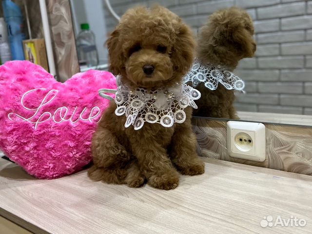 Мальтипу карамелька Меллер