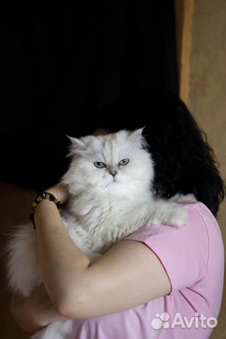 Шикарная кошка Персика в добрые руки