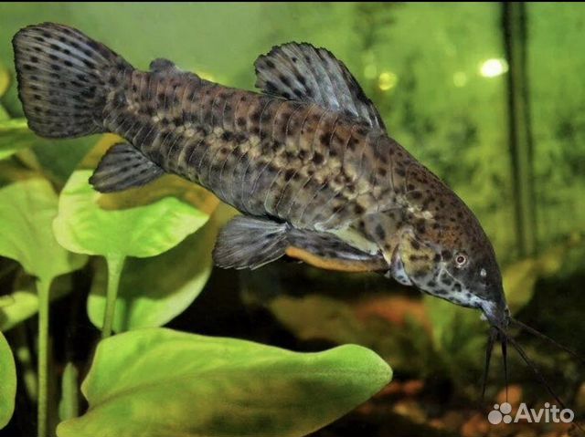 Сом Таракатум и Рыбки Тернеции