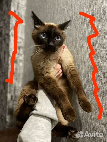 Красавчик тайский