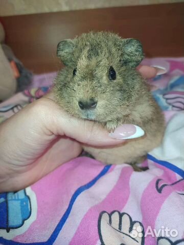 Морские свинки Американский Тедди