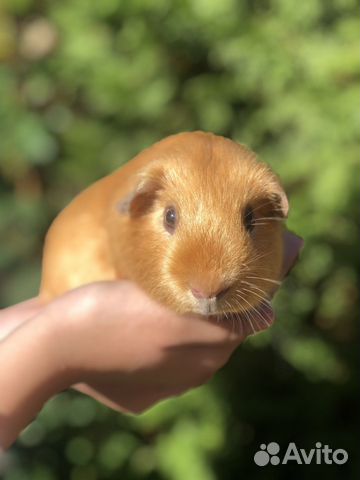 Морская свинка аннлийский селф самец