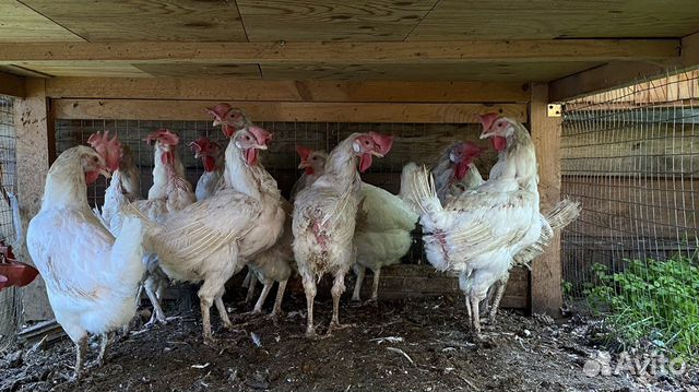 Куры «суповые»