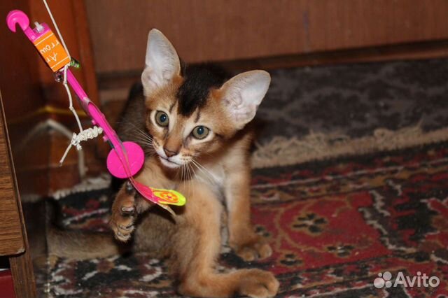 Абиссинские котята