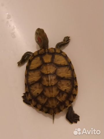 Черепашка + аквариум