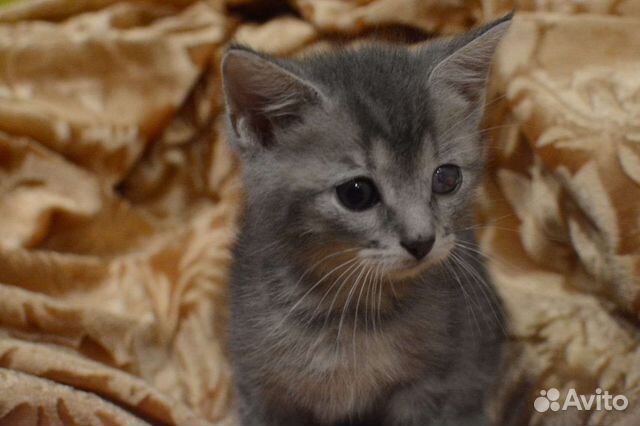 Дымчатый ласковый ручной котенок в дар