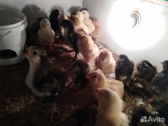 Циплята доминант-брама помесь