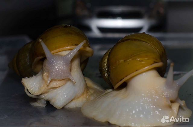 Улитки ахатины бесплатно
