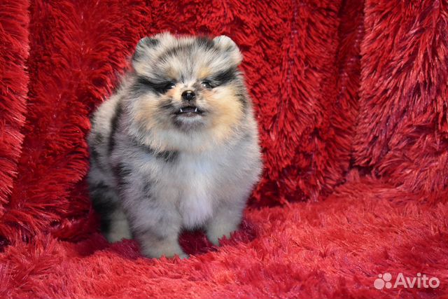 Шпиц - мишутка голубой мрамор