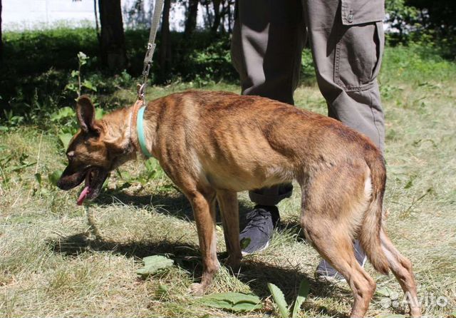 Надо спасать крошку из приюта