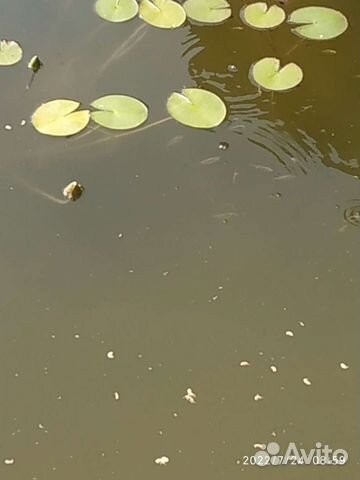 Малёк карася