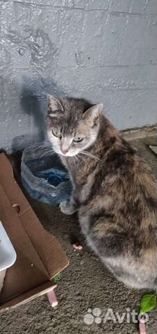 Кошка в дар
