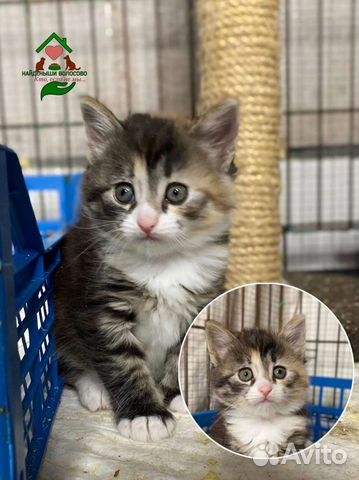 Котята котенок в добрые руки