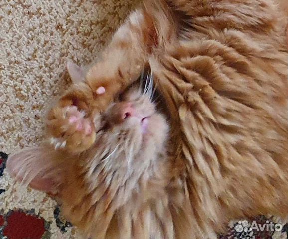 Красивый рыжий дворянин