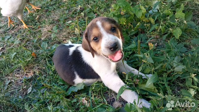 Щенки русской пегой гончей