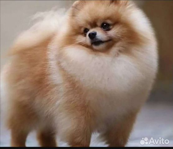 Померанский шпиц