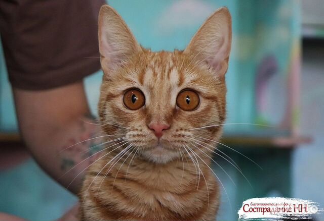 Котик ищет семью