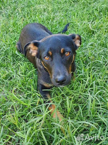 Жорик коротколапый пёс