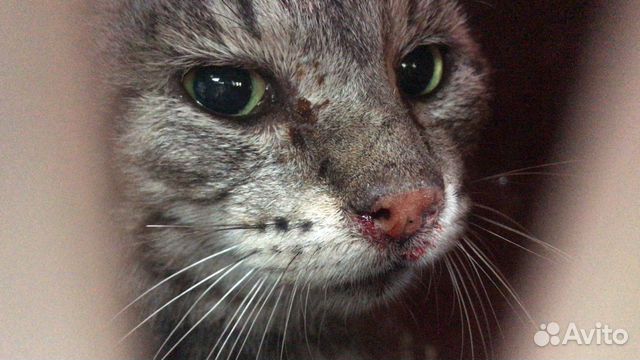 Кот