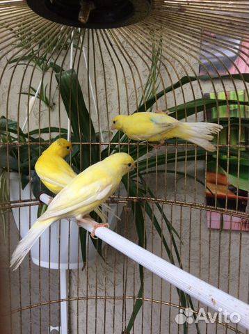 Продаю канареек