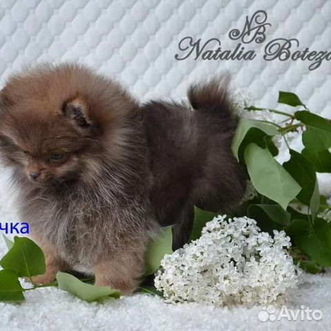 Померанский шпиц девочка редкого окраса