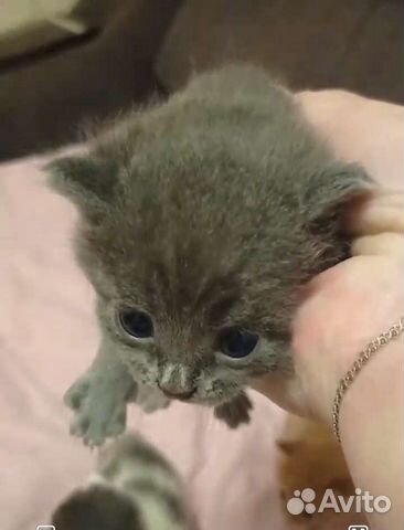 Отдам серего котенка девочку в добрые руки