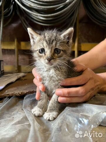 Котята в добрые руки (1,5 месяца)