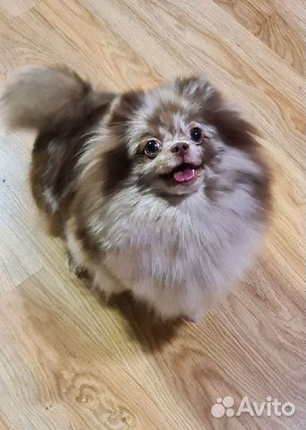 Девочка,померанский шпиц