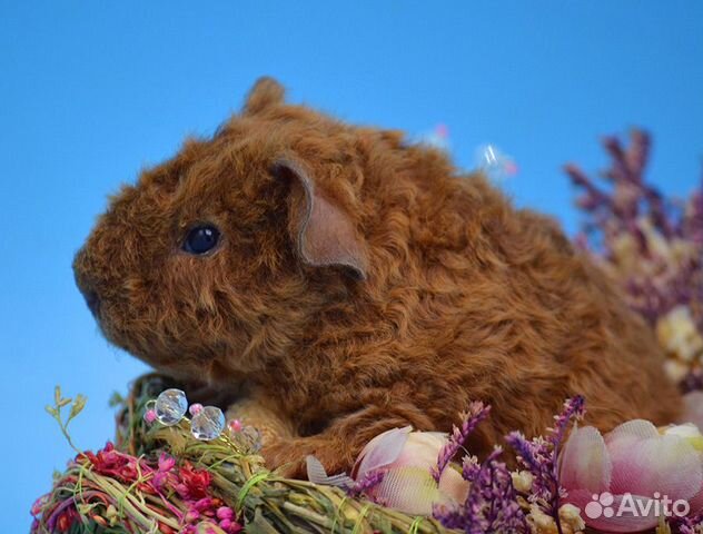 Малышка девочка морской свинки американский тедди