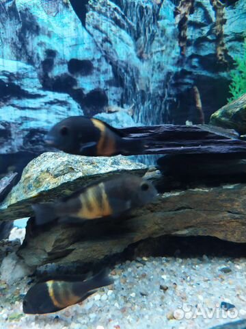 Трофеус. Tropheus Bemba. Рыбки