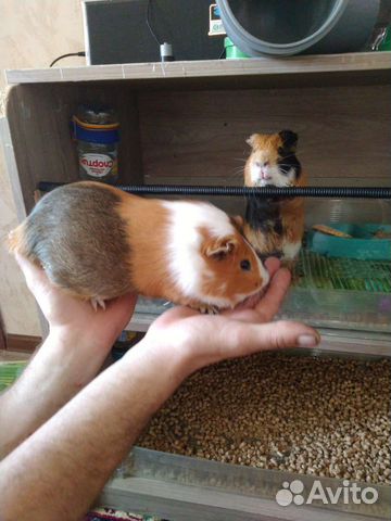 Морские свинки