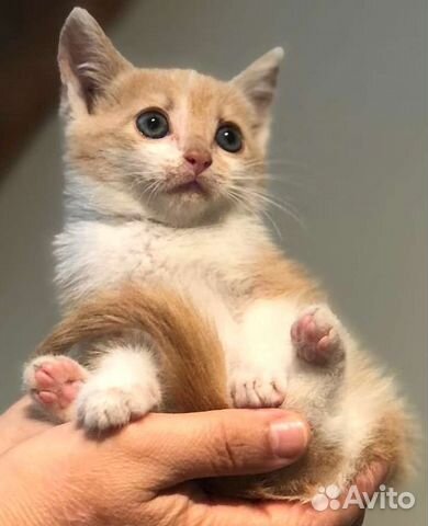 Котёнок