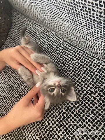 Котенок