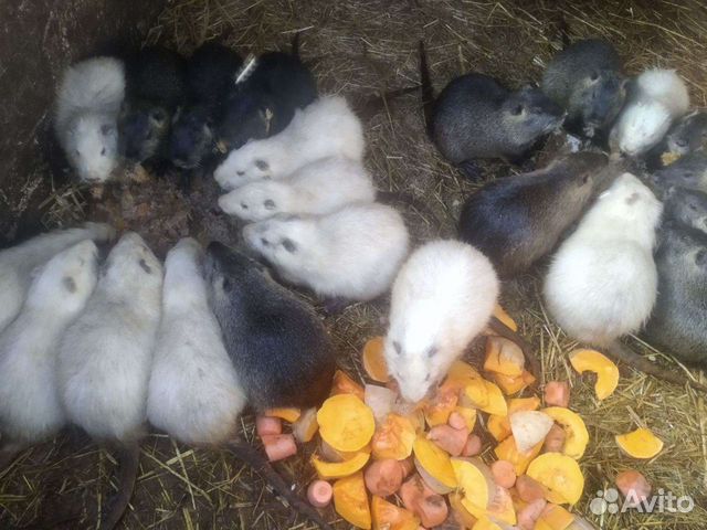 Мясо нутрии