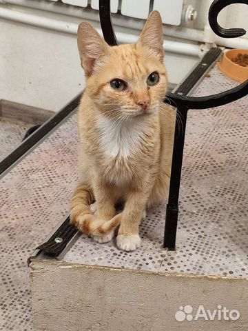 Рыжик ищет дом