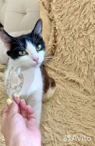 Кошка Люси, как из Вашего детства